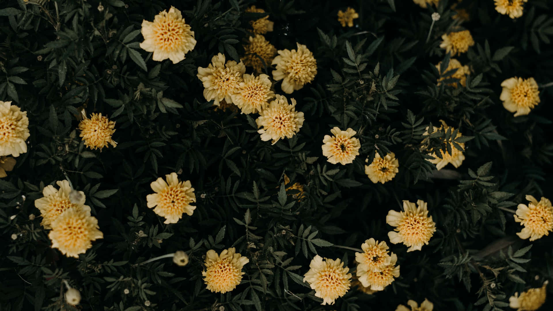 🔥 Free Download Radiant Yellow Aesthetic Flower Desktop Wallpaper by ...