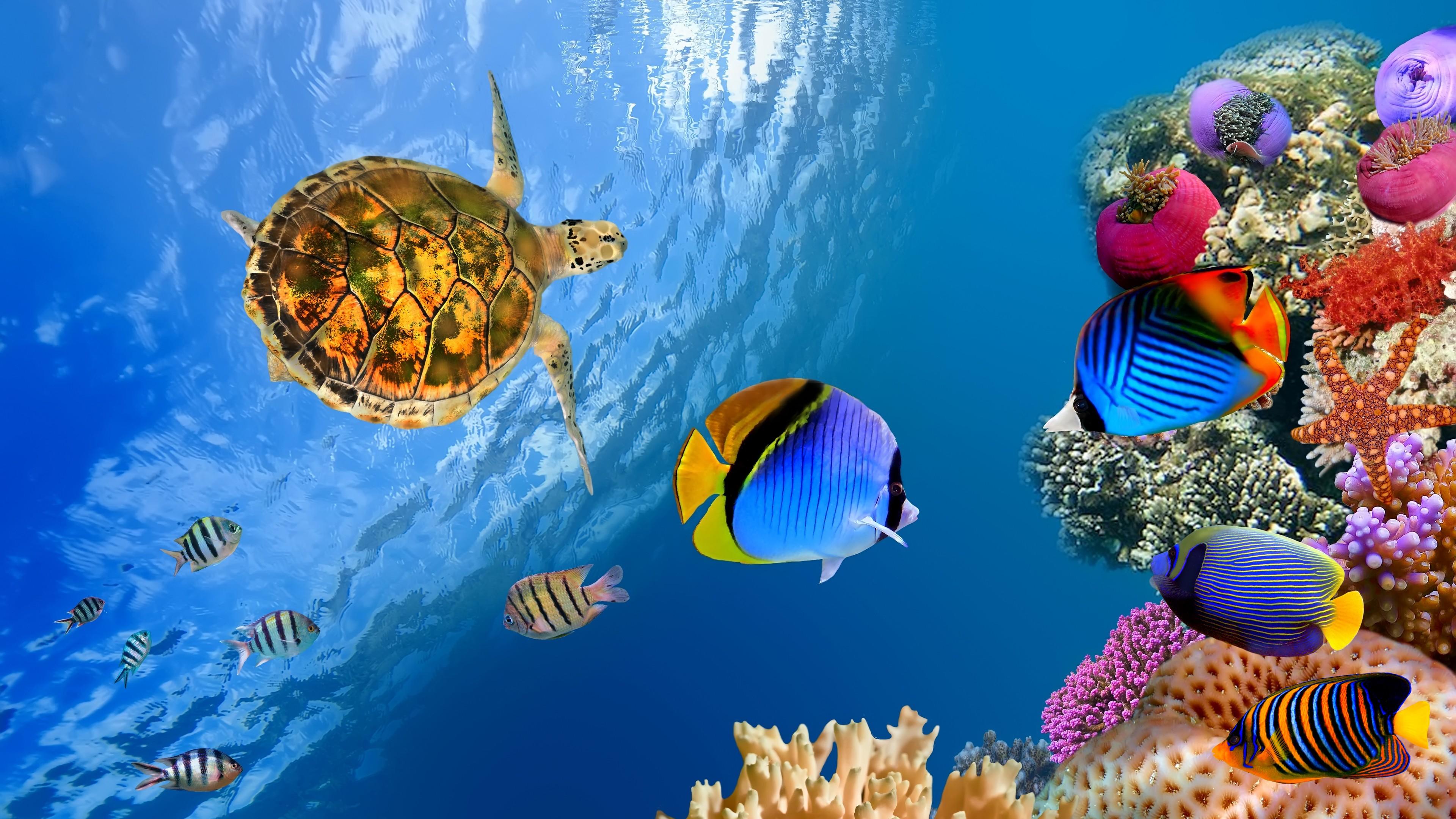 🔥 Free Download Turtle Fish Underwater Sea Ocean Animal Life 4k Ultra ...