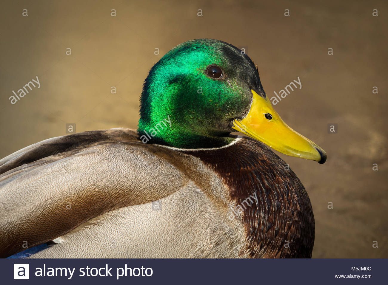 🔥 Download Mallard Wallpaper And Background Image by @christopherh31 ...