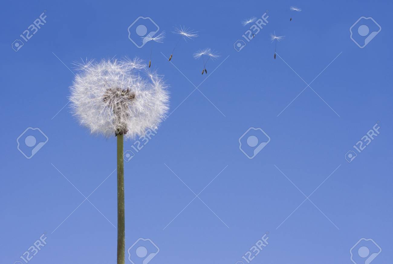 [42+] Losing Background on WallpaperSafari