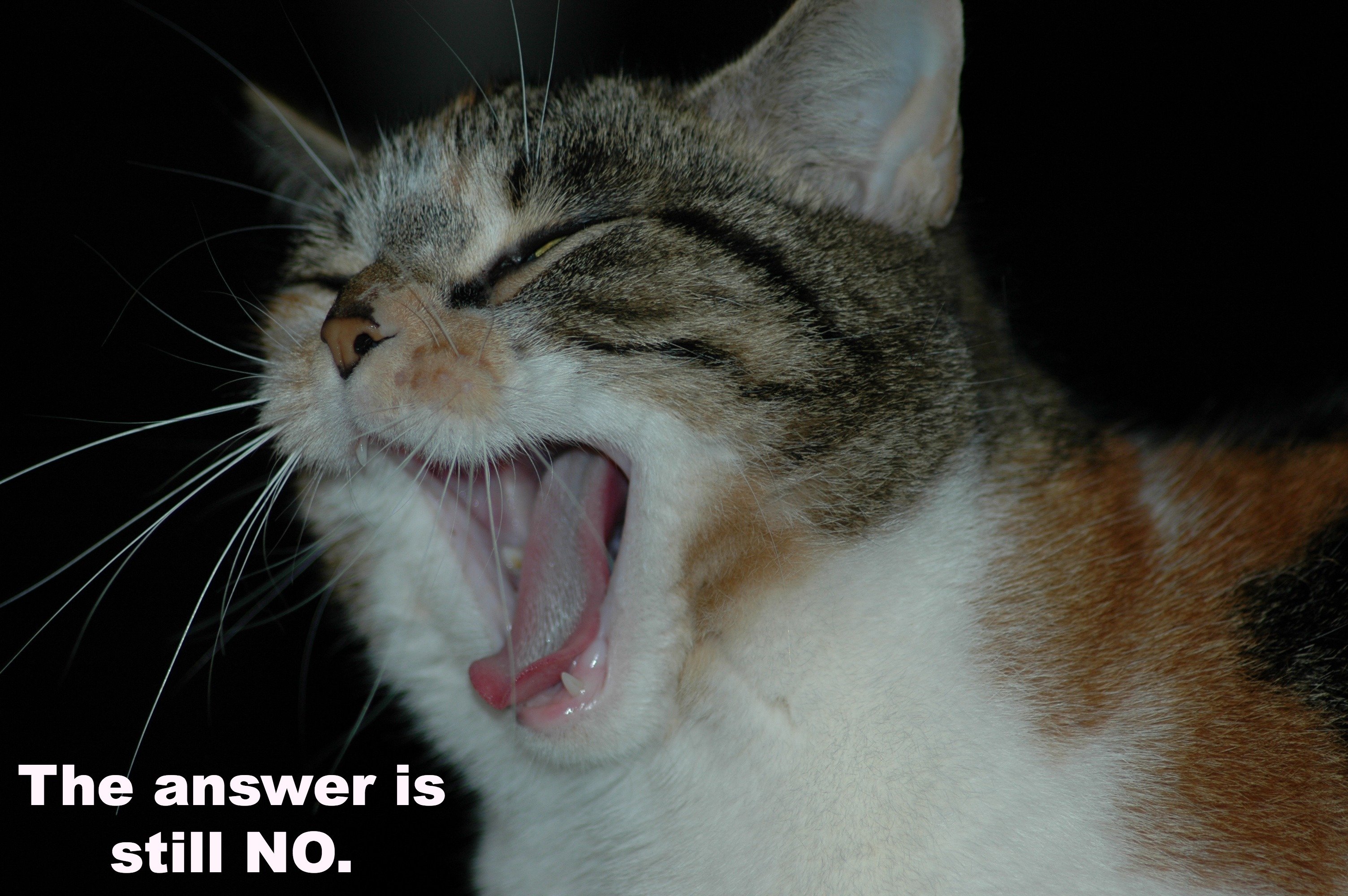 🔥 Free Download Funny Cat Meme Wallpaper Hd Picture Image by ...