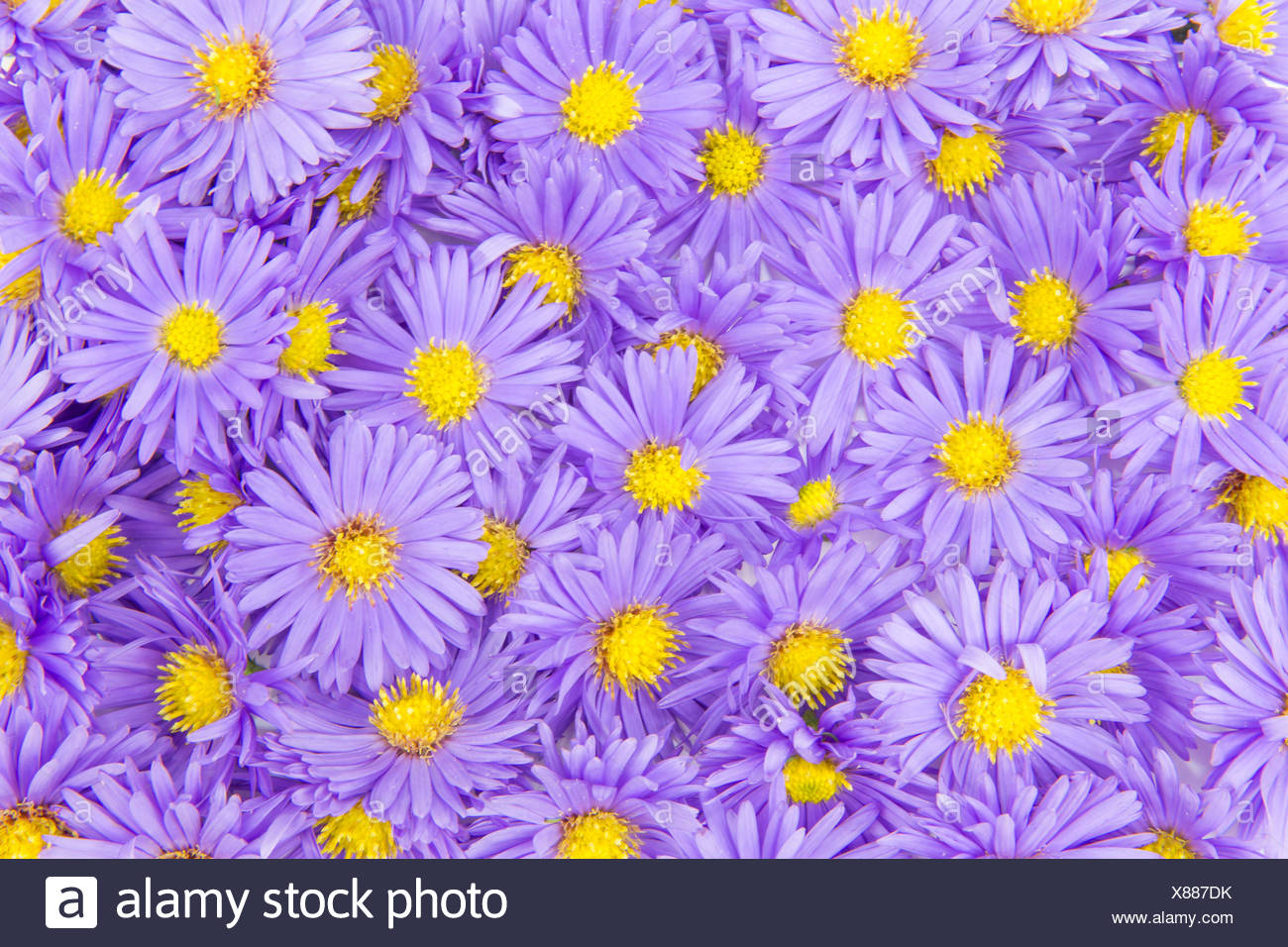 [41+] Aster Backgrounds | WallpaperSafari