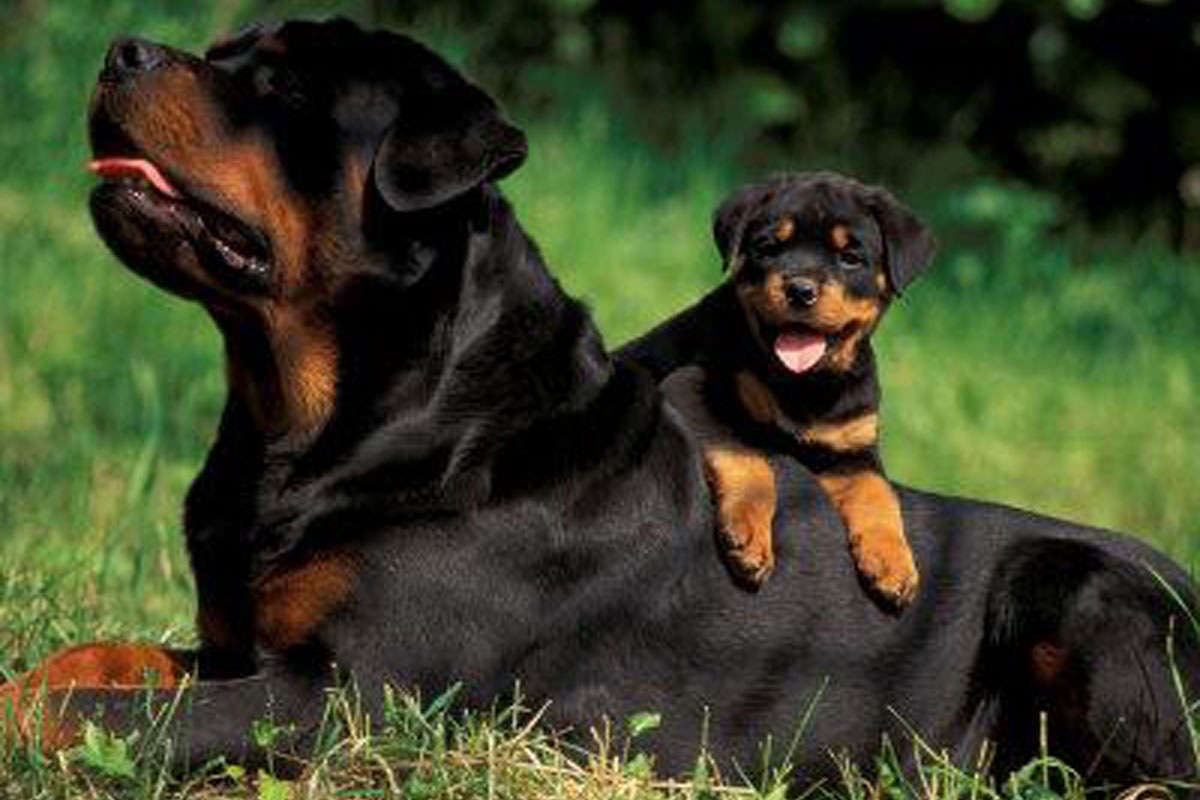 Free download Rottweiler Puppy Wallpaper Screensaver On Hd For Pc ...