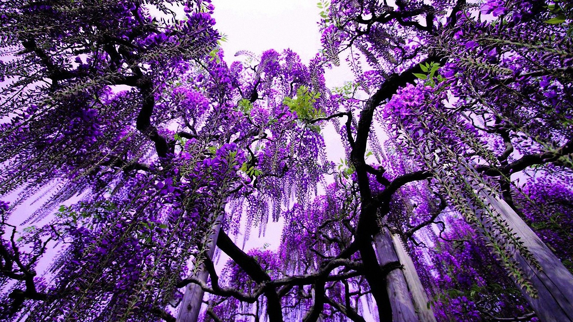 🔥 Free Download Purple Tree Wallpaper by @michelled49 | WallpaperSafari