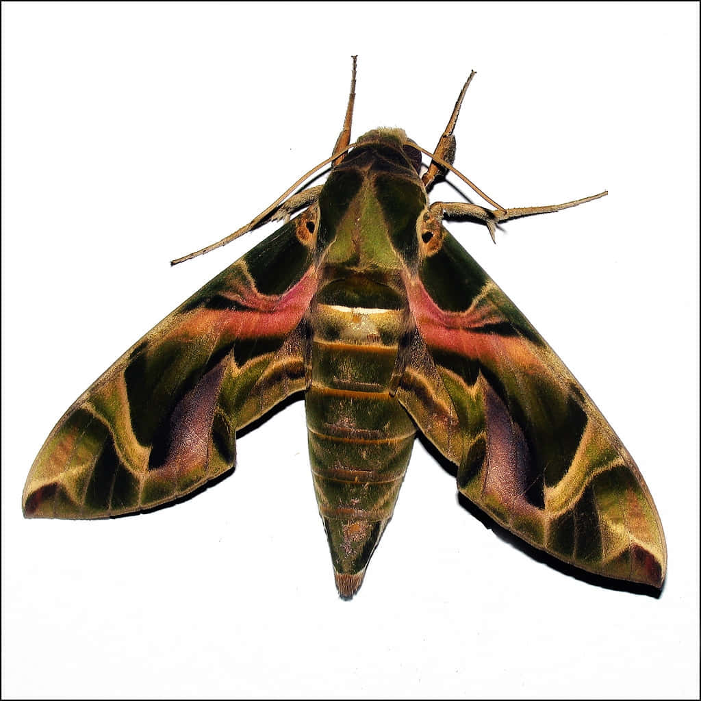 🔥 Free Download Vibrant Sphinx Moth Illustration Wallpaper by ...