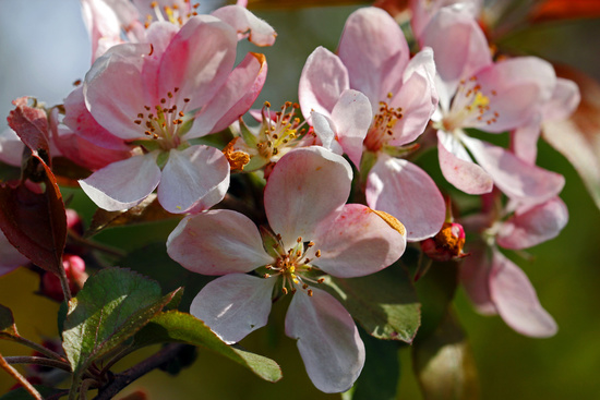 Appleblossom Art Wallpaper - WallpaperSafari