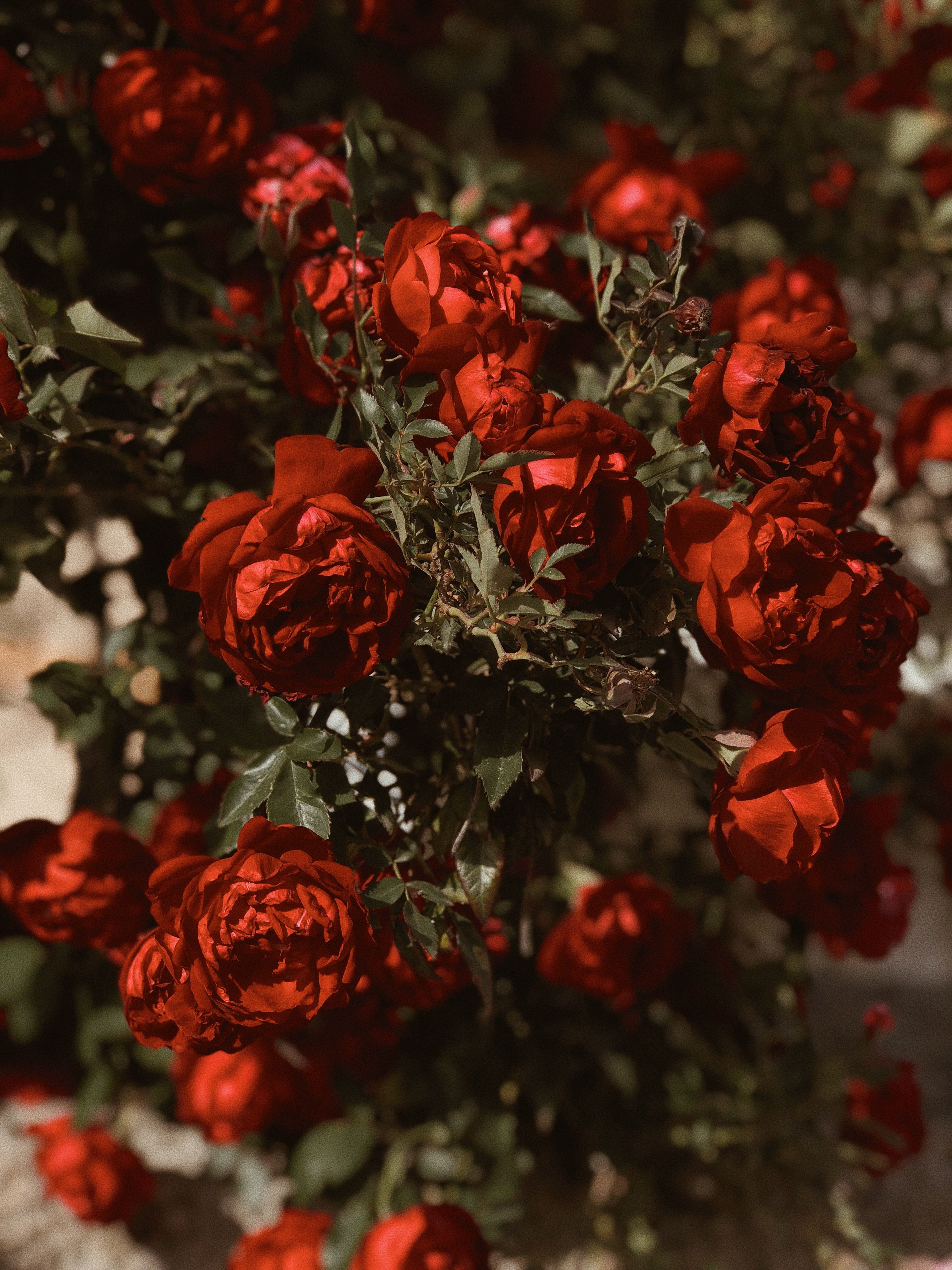 🔥 [50+] Red Flower Aesthetic Wallpapers | WallpaperSafari