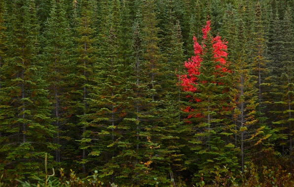 Free download canada newfoundland canada fall forest trees wallpapers ...
