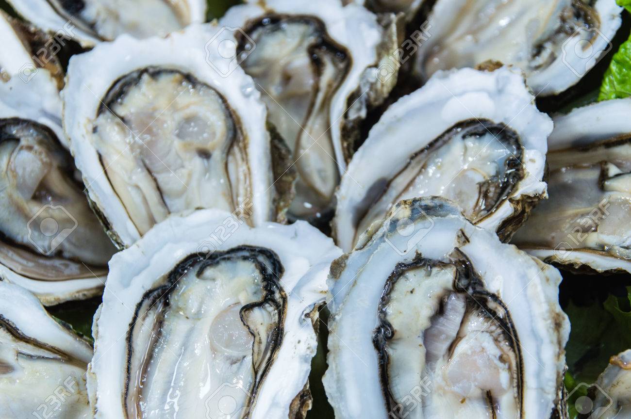[37+] Oyster Background | WallpaperSafari