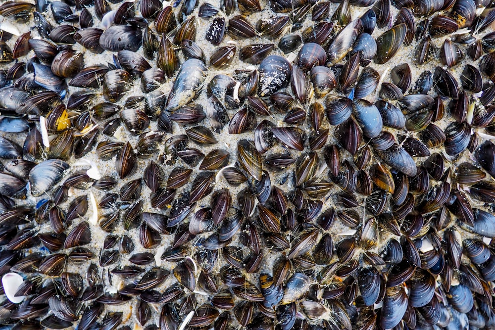🔥 [40+] Mussel Wallpapers | WallpaperSafari