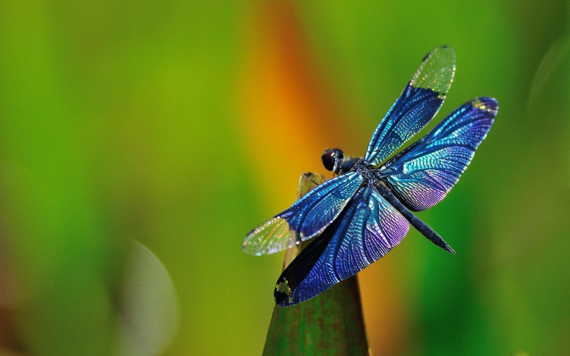 Free Download Dragonfly Wallpapers 6787294 1920x1080 For Your Desktop 