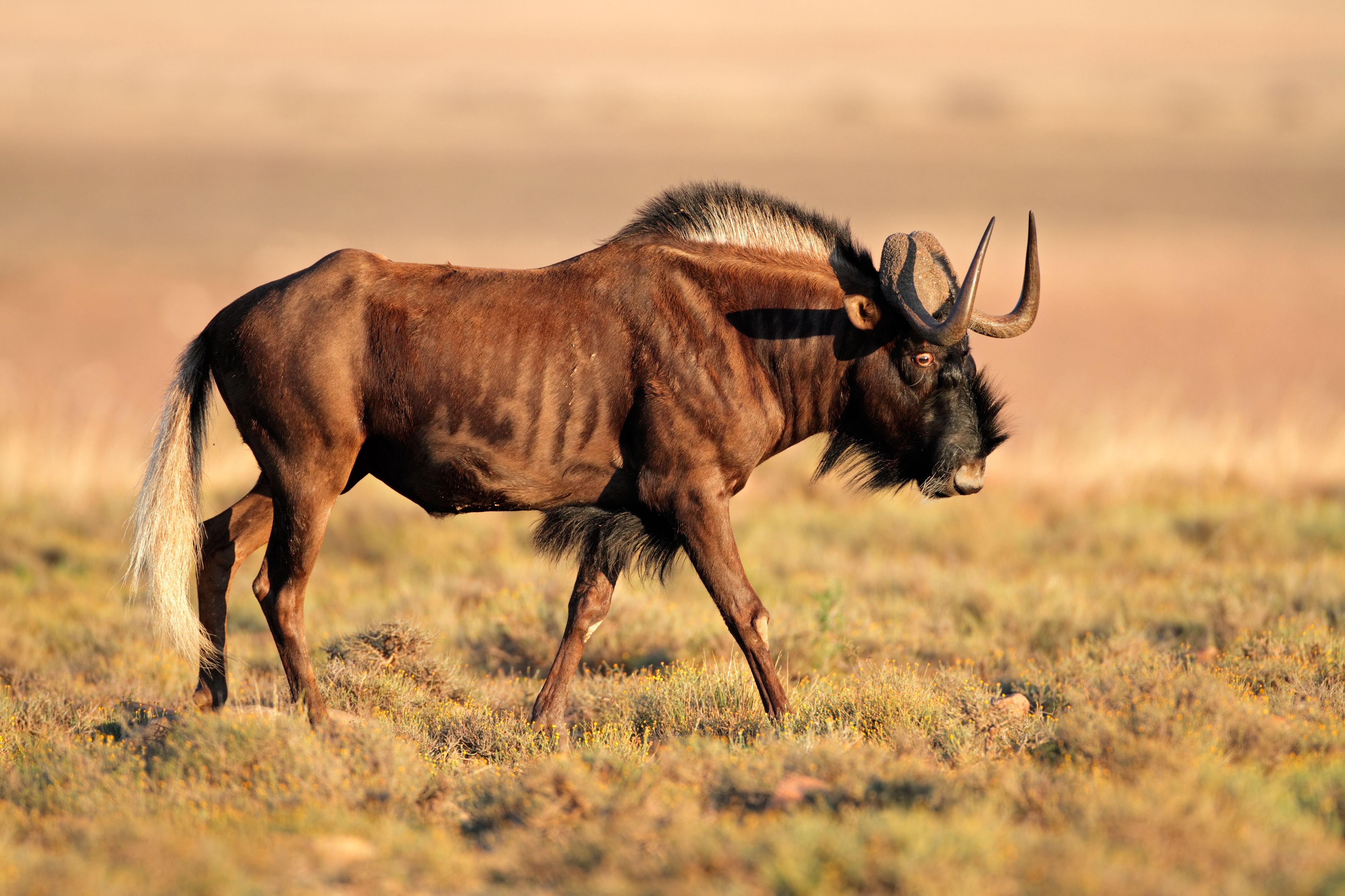 🔥 Free Download Black Wildebeest Wallpaper by @savannahr70 ...