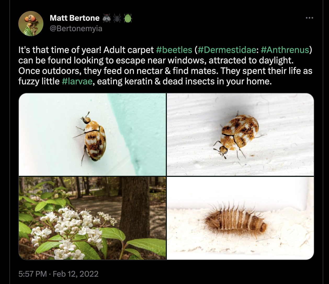 🔥 Free Download Carpet Beetles Life Cycle Wallpaper by @hjames ...