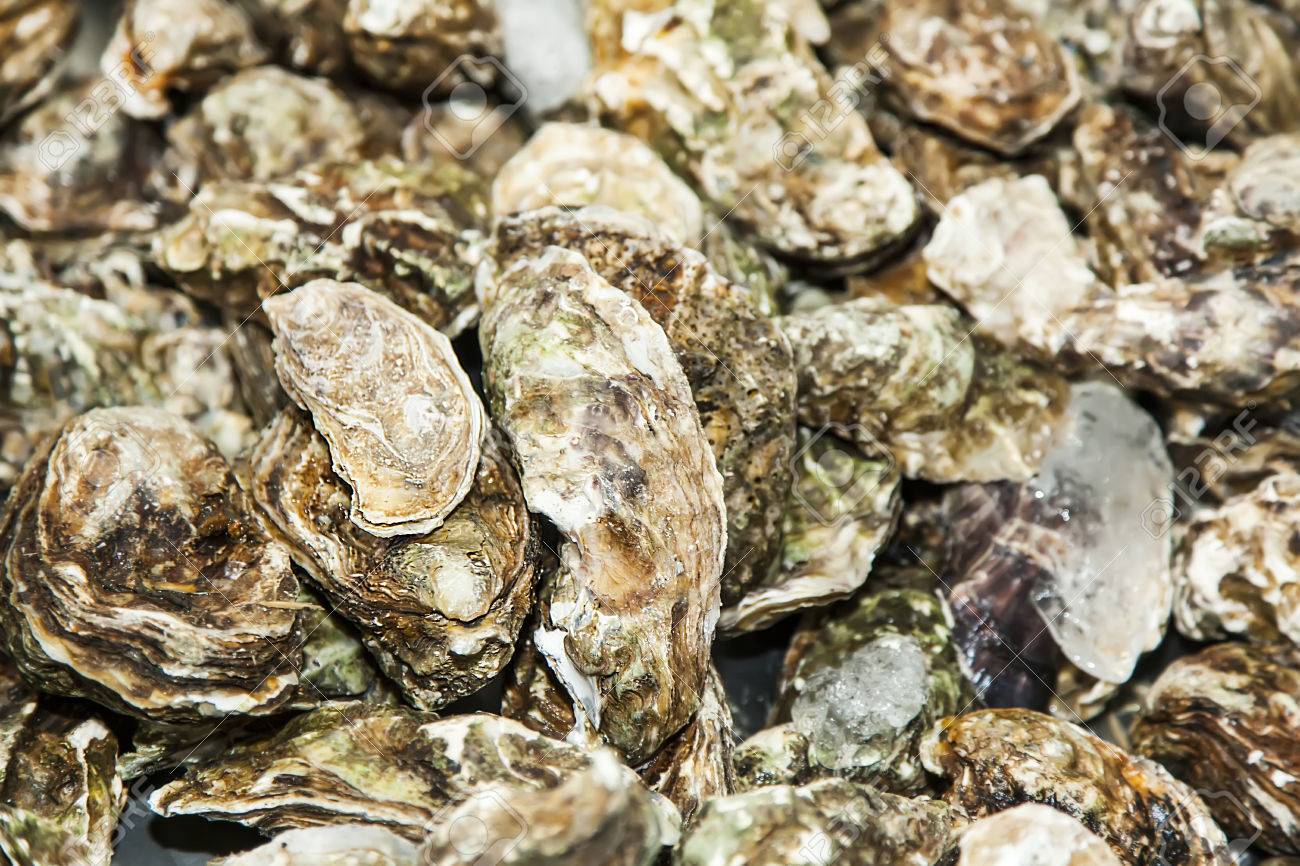 [37+] Oyster Background | WallpaperSafari.com