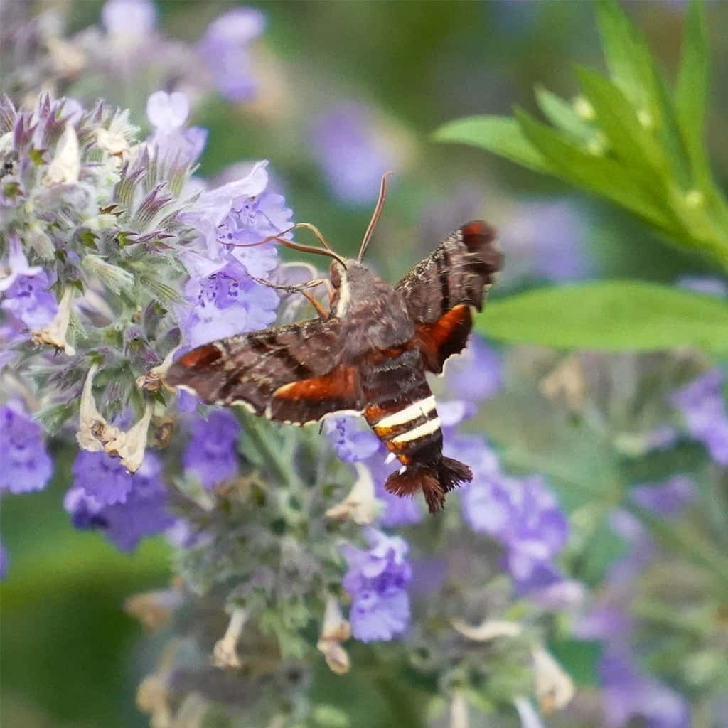 🔥 Free Download Sphinx Moth Wallpaper by @marcuspotts | WallpaperSafari