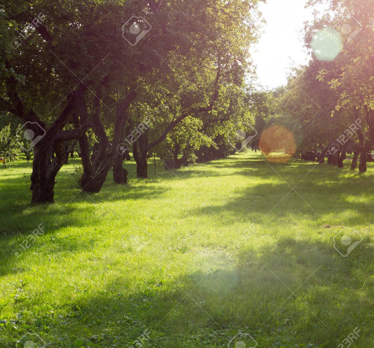 [32+] Grove Backgrounds | WallpaperSafari