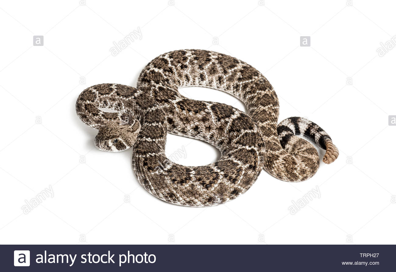 [51+] Diamondback Backgrounds | WallpaperSafari