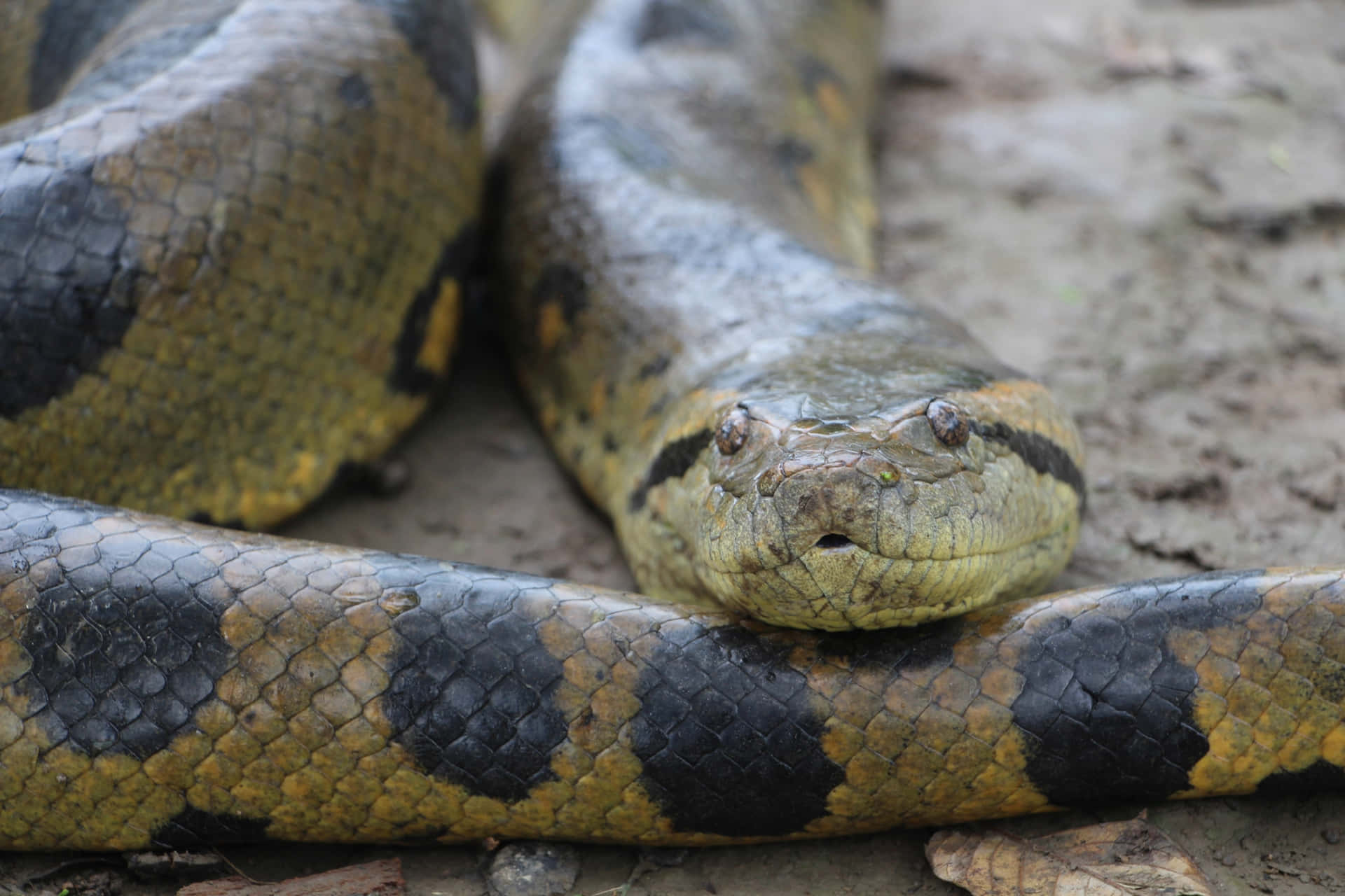 🔥 Free Download Close Up Anaconda Snake Wallpaper by @ericj49 ...