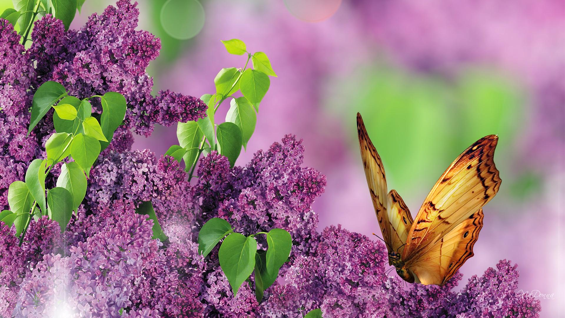 Free Download Spring Gardens Apartments Windows 8 Theme All For Windows Free Download Spring Gardens Apartments Windows 8 Theme All For Windows