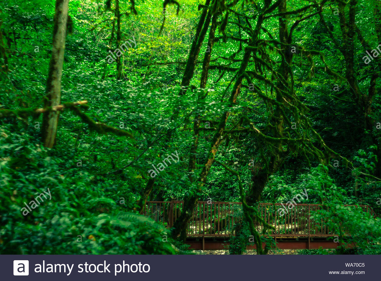 [34+] Grove Background on WallpaperSafari