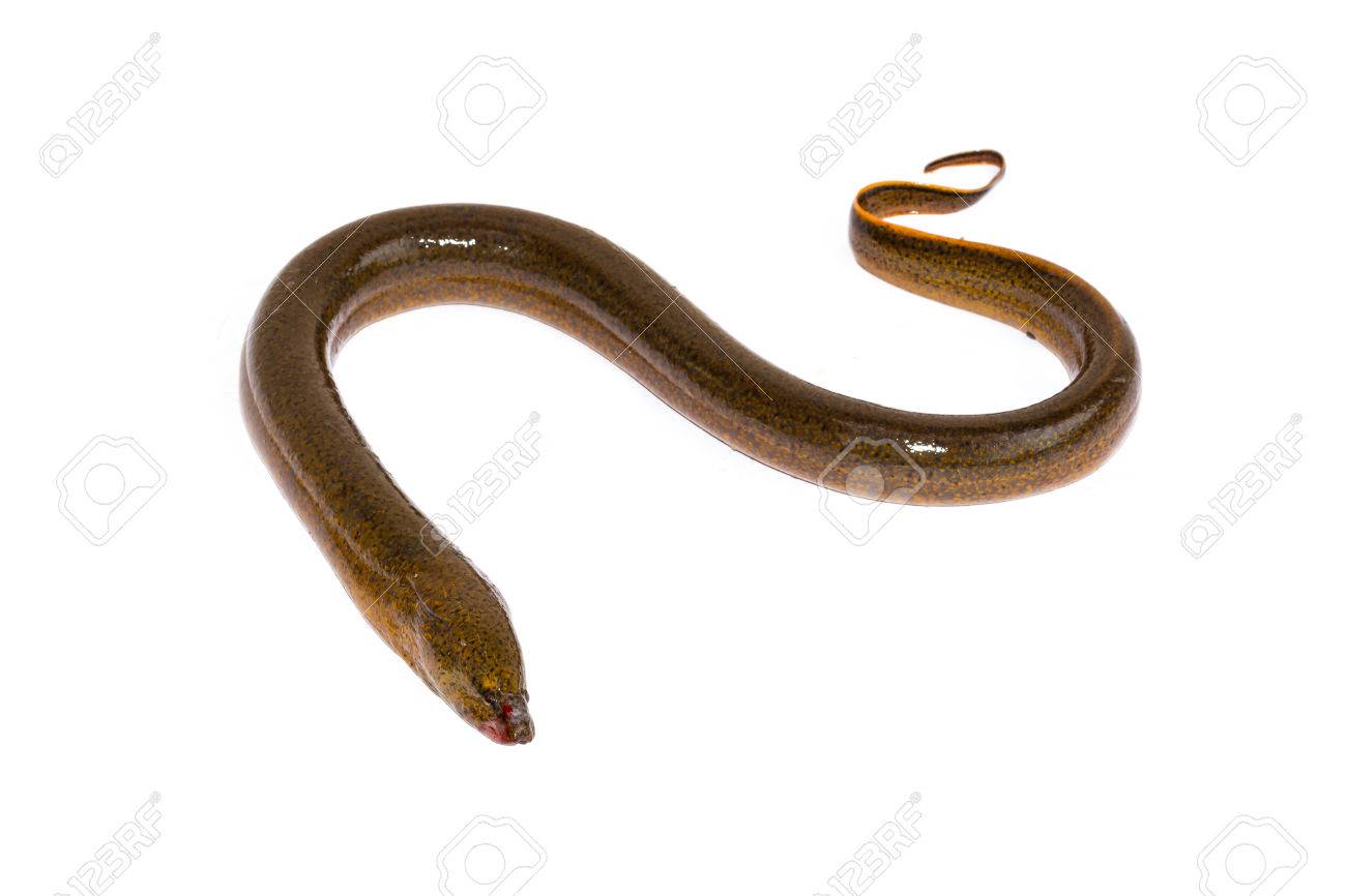 [36+] Eel Backgrounds | WallpaperSafari
