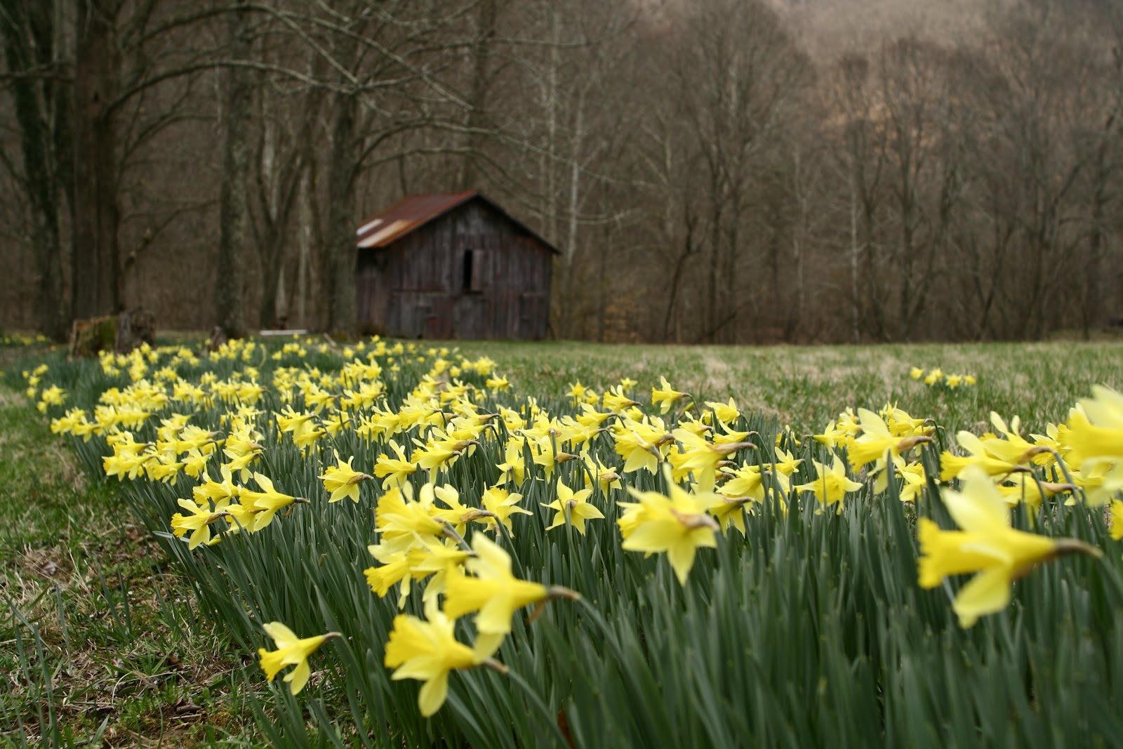 Free Download Google Free Spring Wildflowers Wallpaper PicsWallpapercom