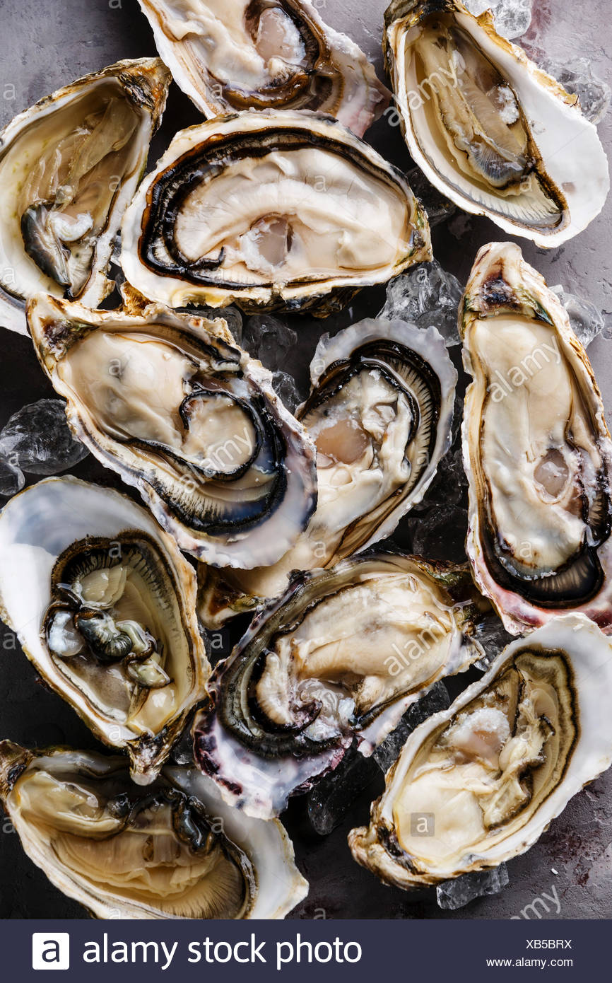 [37+] Oyster Background | WallpaperSafari