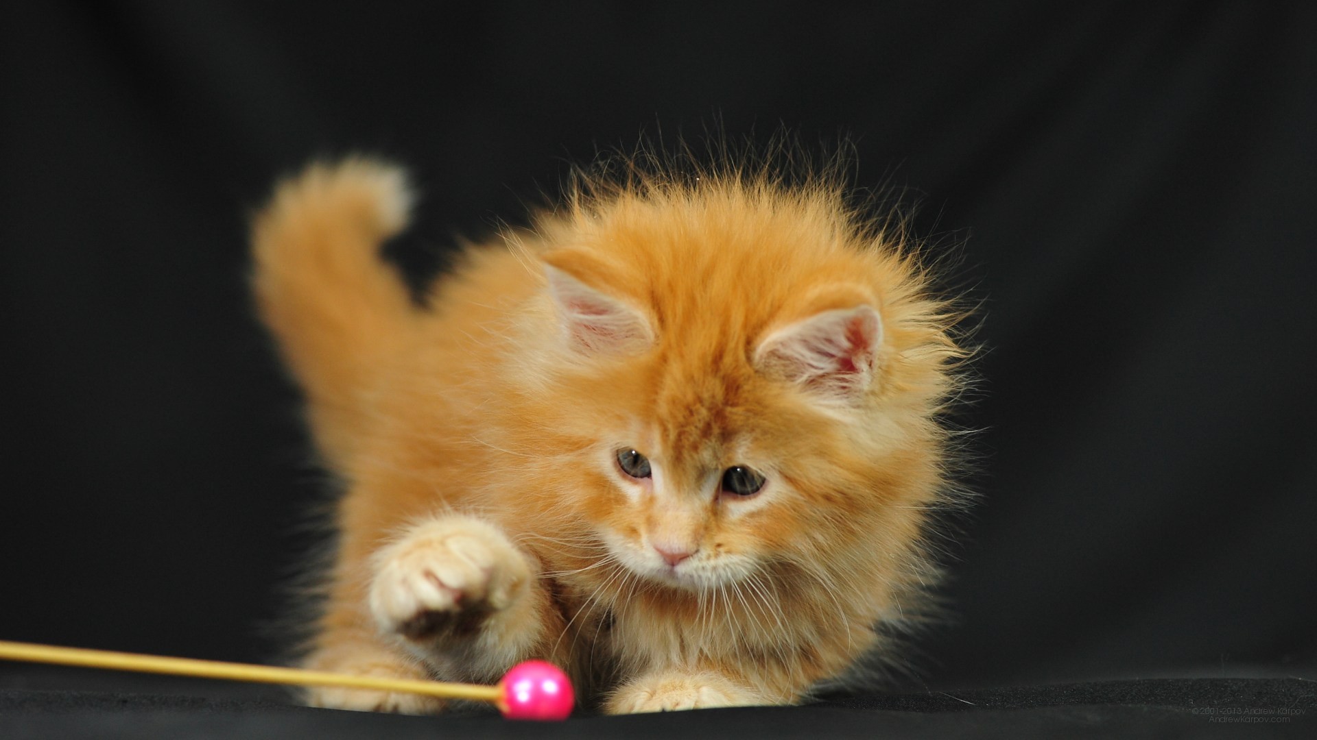 🔥 [50+] Lolcat Wallpapers | WallpaperSafari