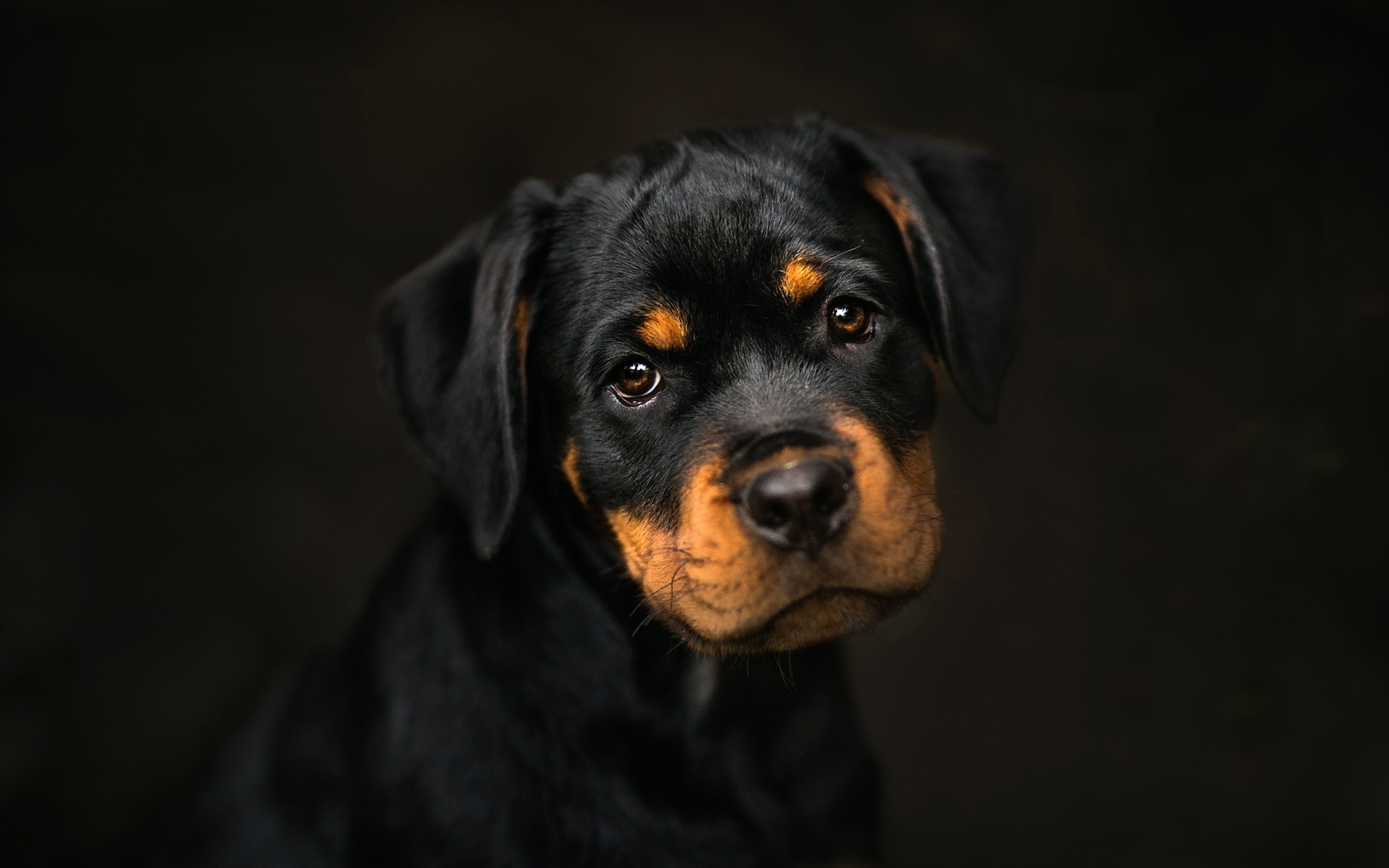 🔥 Free Download Rottweiler Wallpaper Top Background by @jamieg38 ...