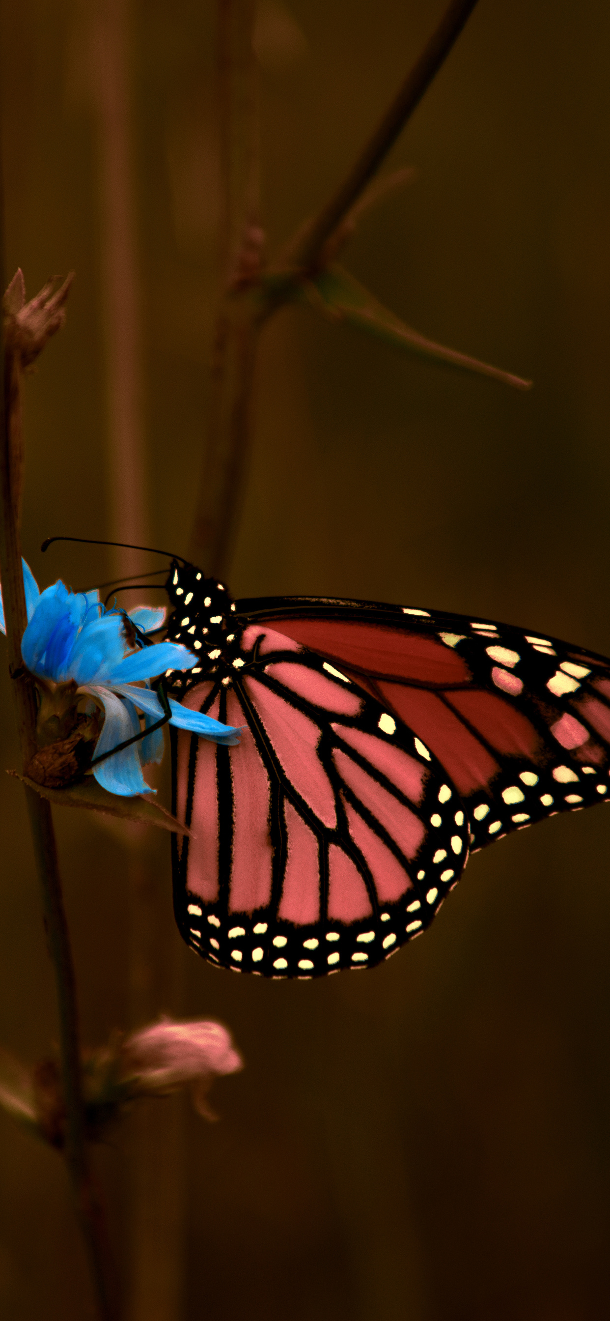 🔥 [50+] Butterfly Aesthetic Wallpapers | WallpaperSafari