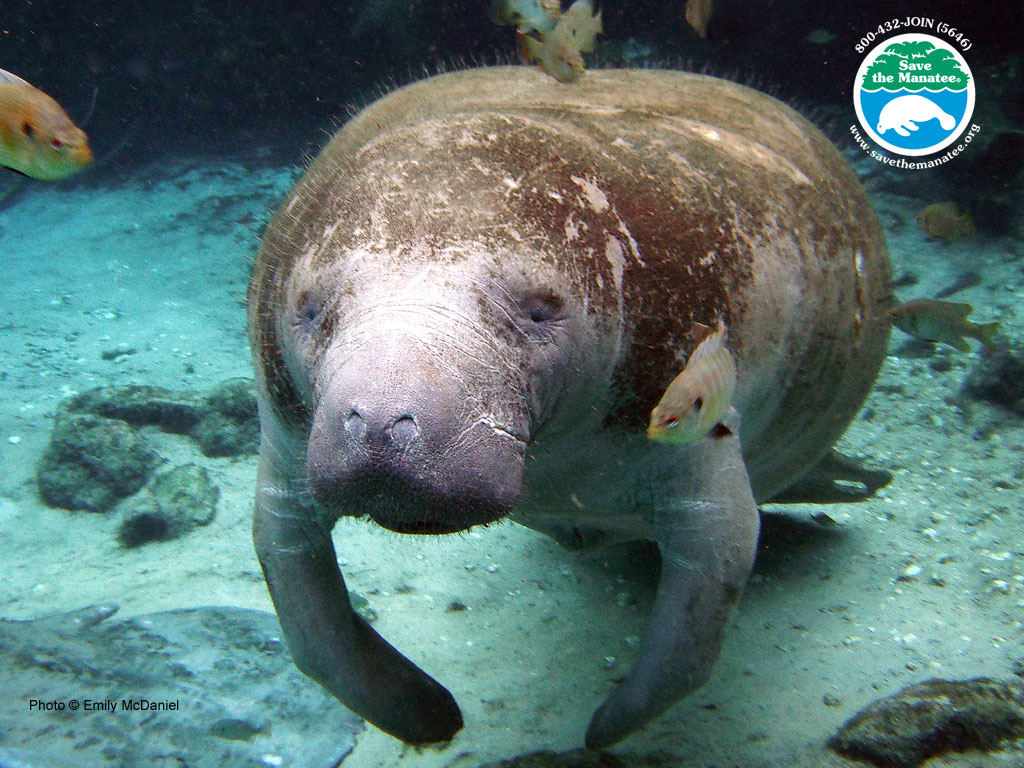 🔥 [80+] Manatee Wallpapers | WallpaperSafari