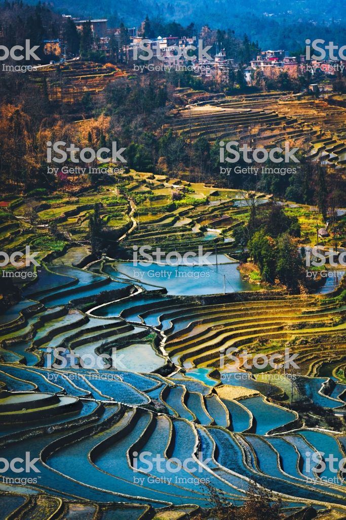 🔥 Free Download Yuanyang Rice Terrace Field During Afternoon From Top ...