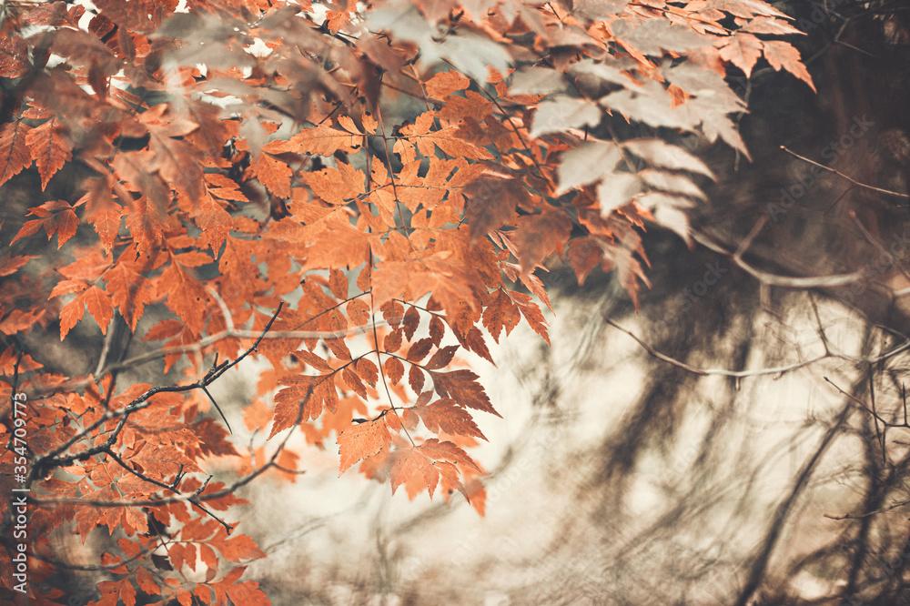 🔥 Free download Beautiful autumn scene with orange leaves and blurred ...