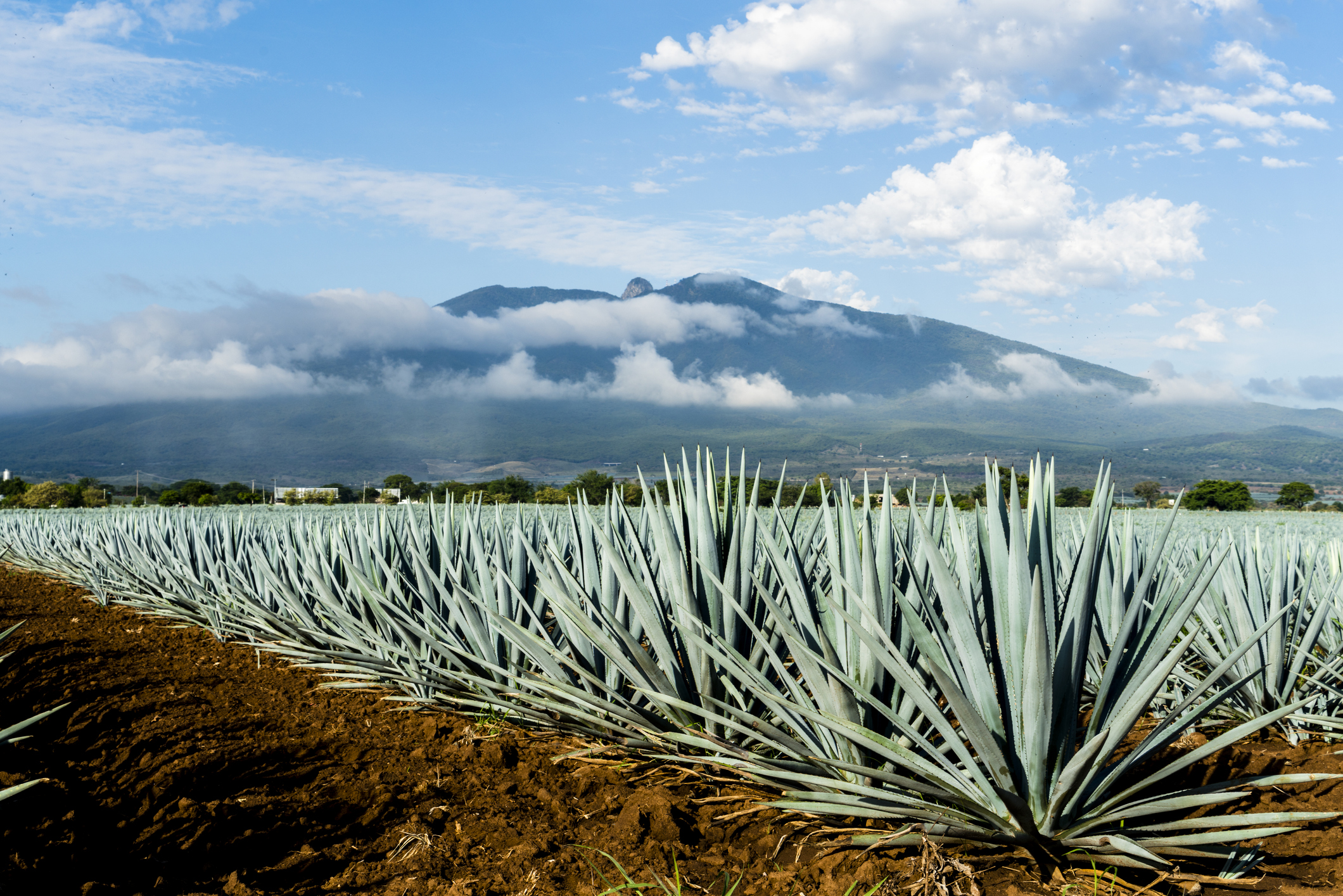 🔥 [10+] Agave Backgrounds | WallpaperSafari