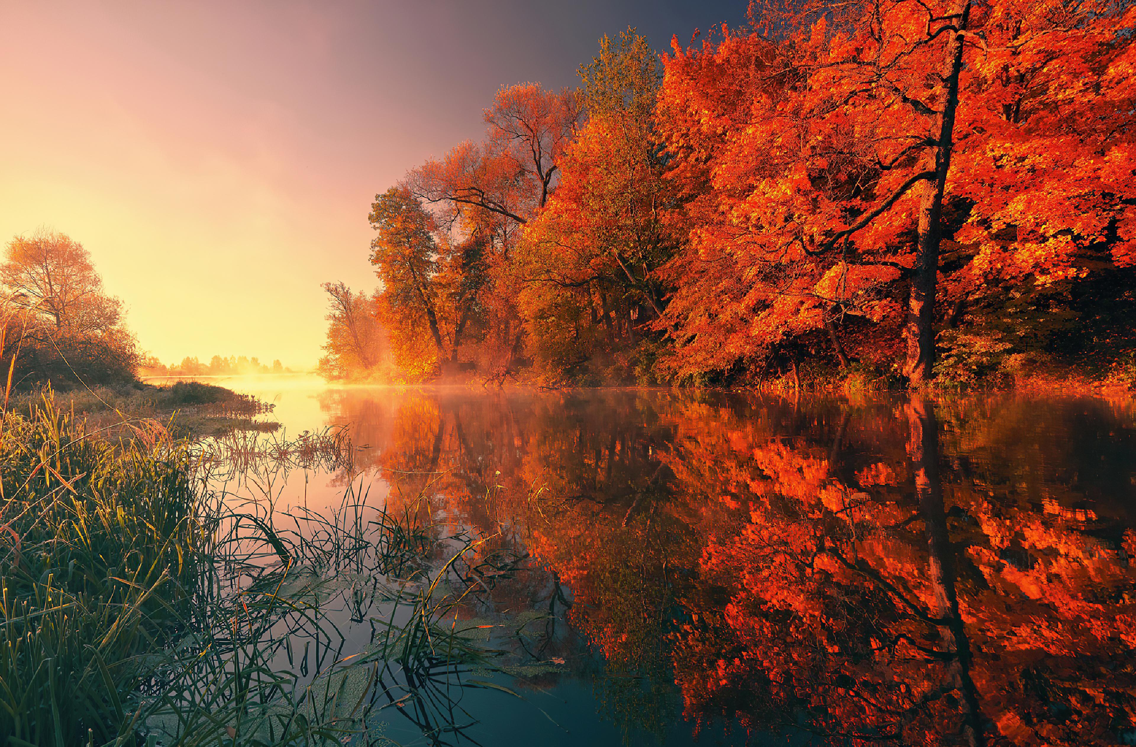 🔥 Free Download Trees Fall Reflection Autumn 4k Macbook Pro Retina Hd ...