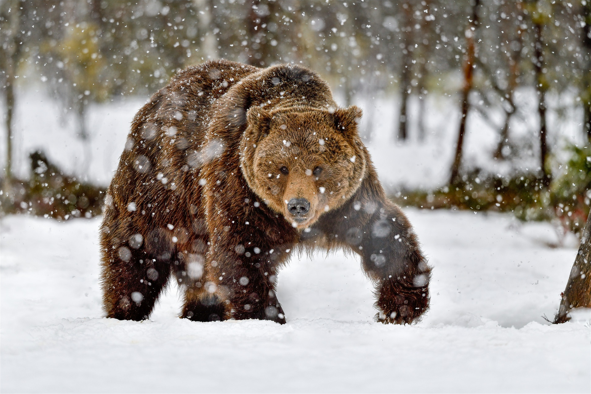 🔥 Free Download Hd Bear Wallpaper by @mlowery | WallpaperSafari