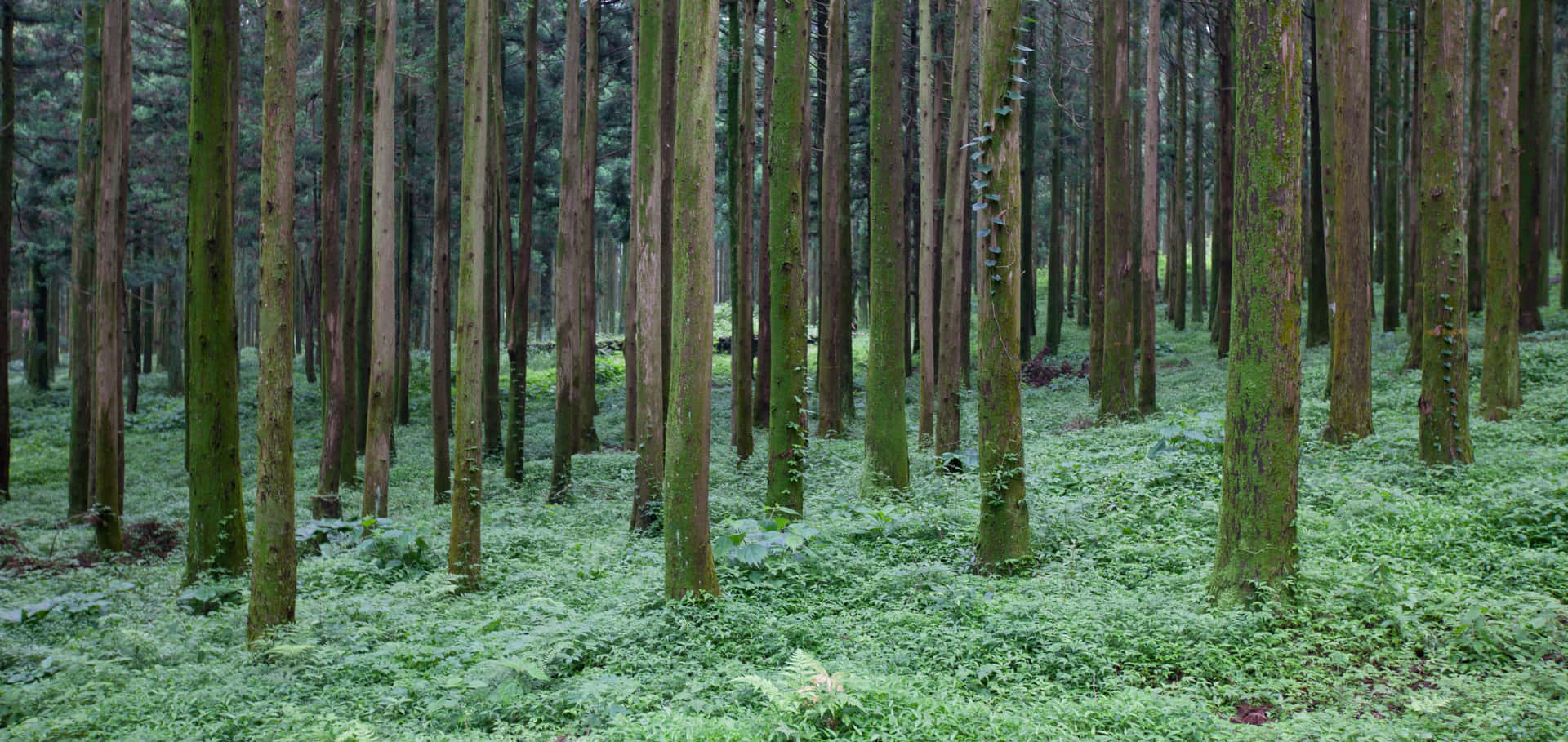 🔥 [60+] Book Cover Wallpapers | WallpaperSafari