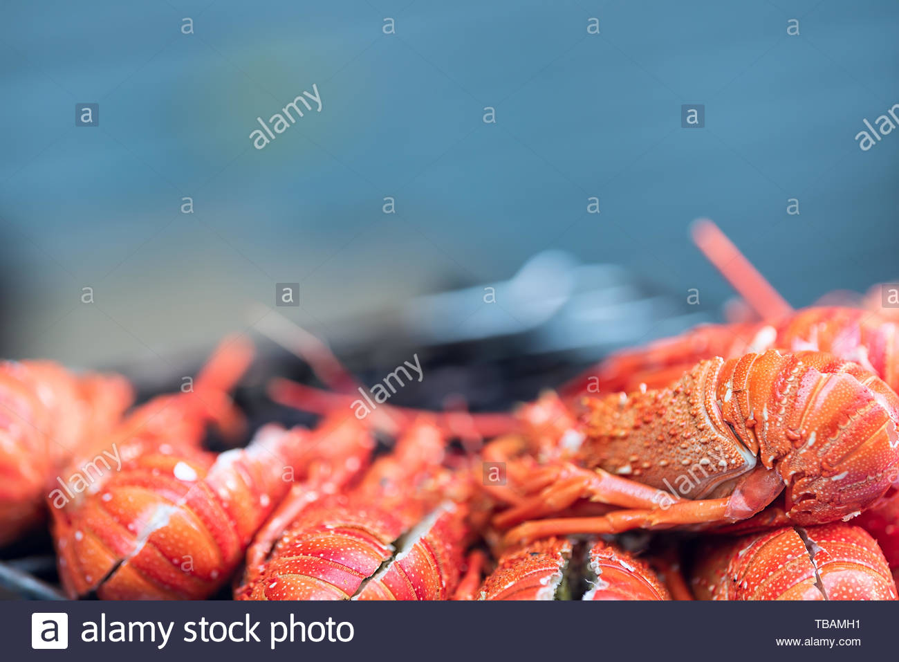 [39+] Lobster Background | WallpaperSafari.com