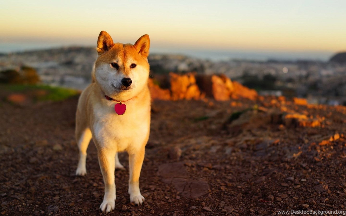 🔥 Free Download Shibe On Beach Doge Wallpaper Desktop Background by ...