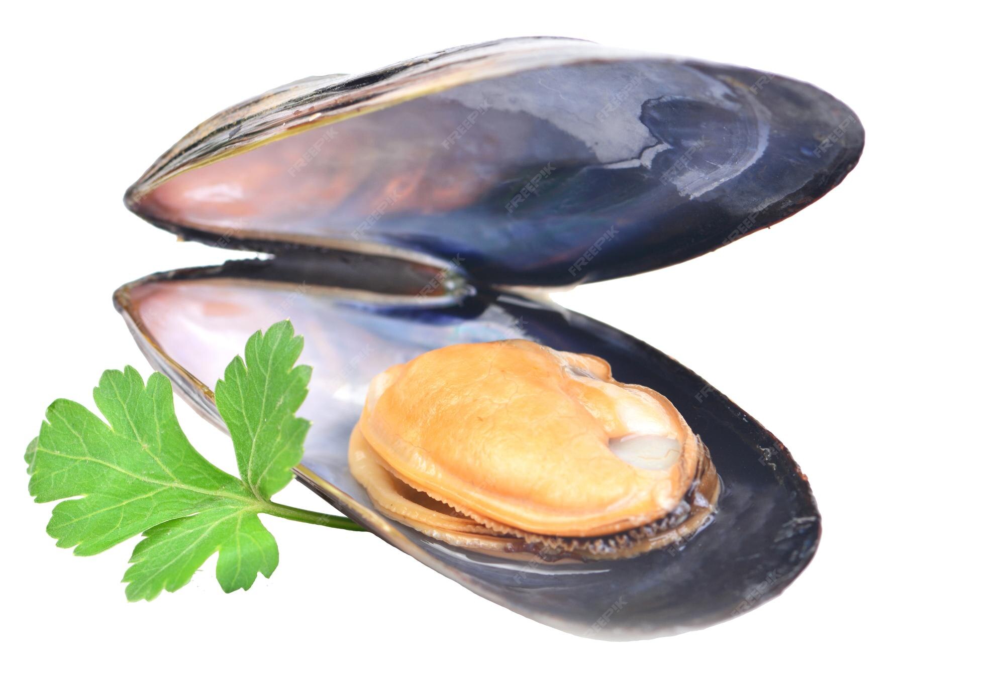 🔥 [40+] Mussel Wallpapers | WallpaperSafari