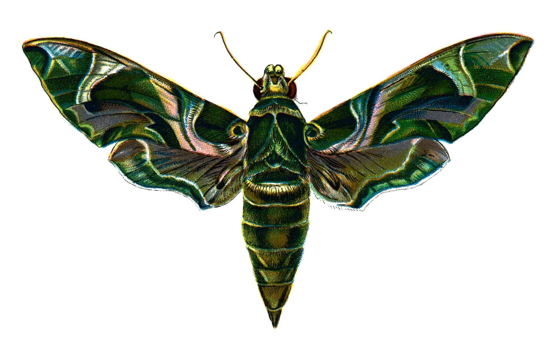 🔥 Free Download Vibrant Sphinx Moth Illustration Wallpaper by ...