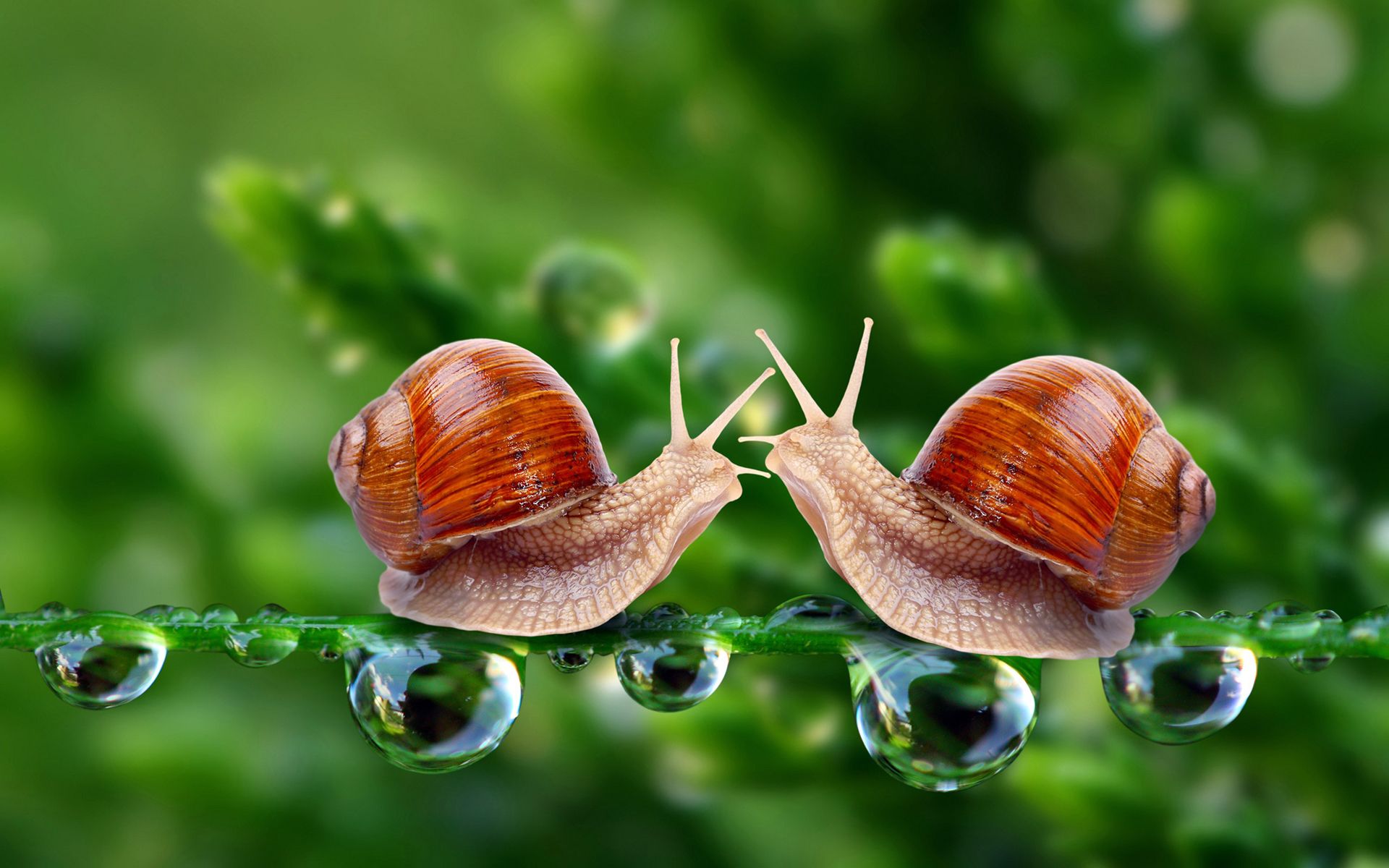 Free download Beautiful Snail Fresh Photography Love Wallpap 3864 ...