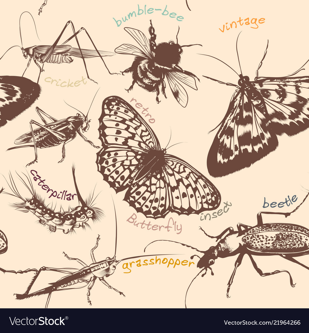 Free download Insect Beetles Wallpaper HD Wallpapers [1920x1200] for ...