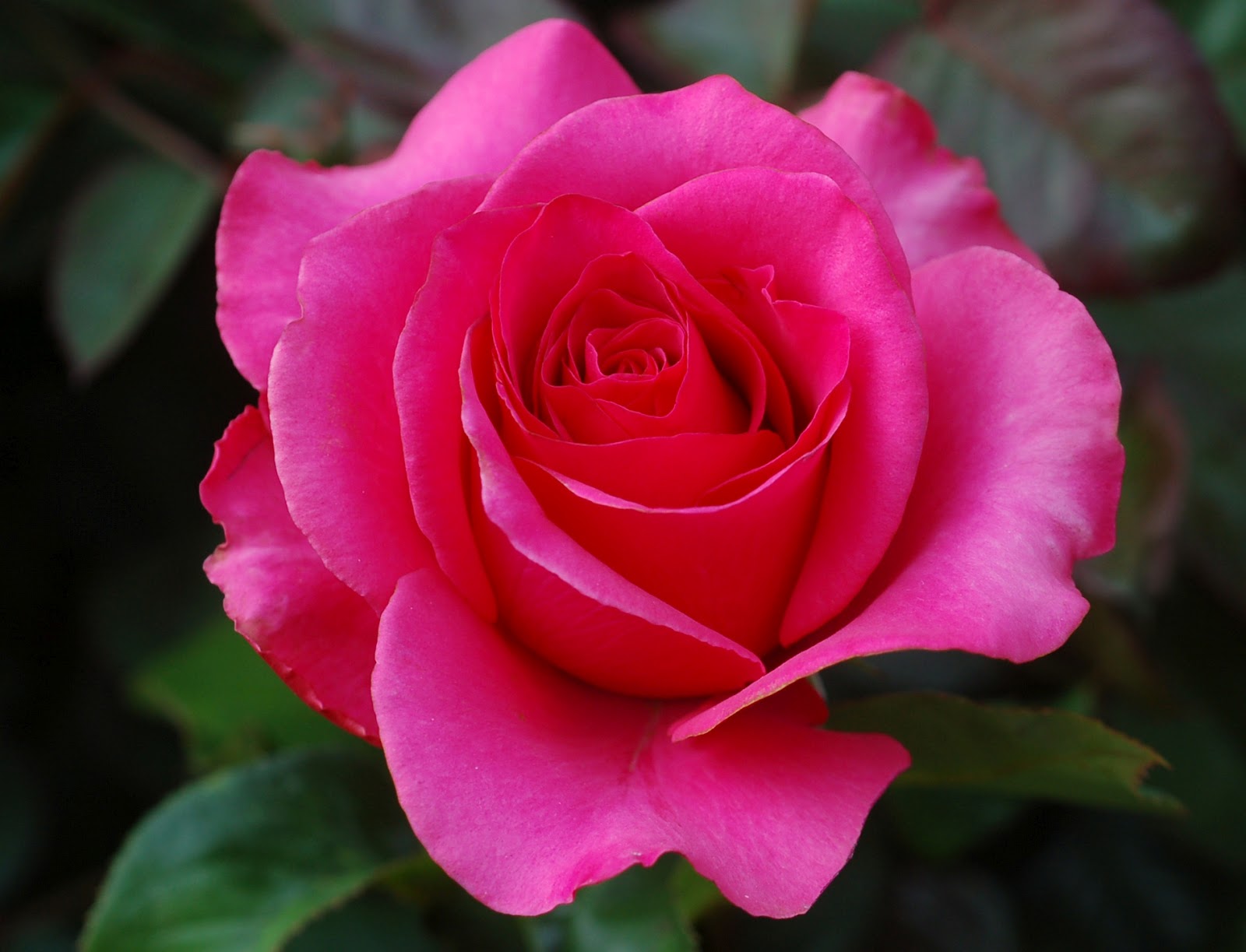  60 Most Beautiful Rose Flowers Wallpapers WallpaperSafari