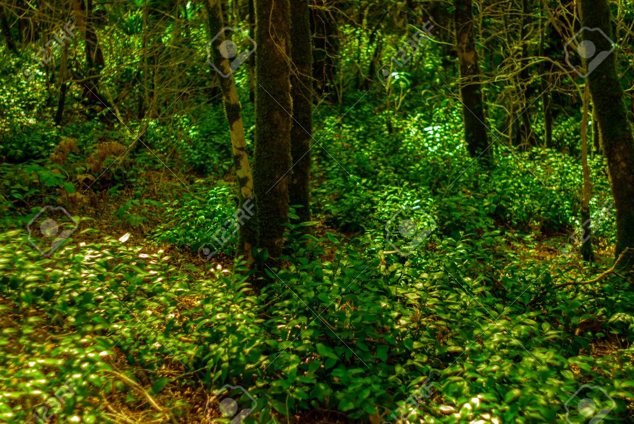 [32+] Grove Backgrounds | WallpaperSafari