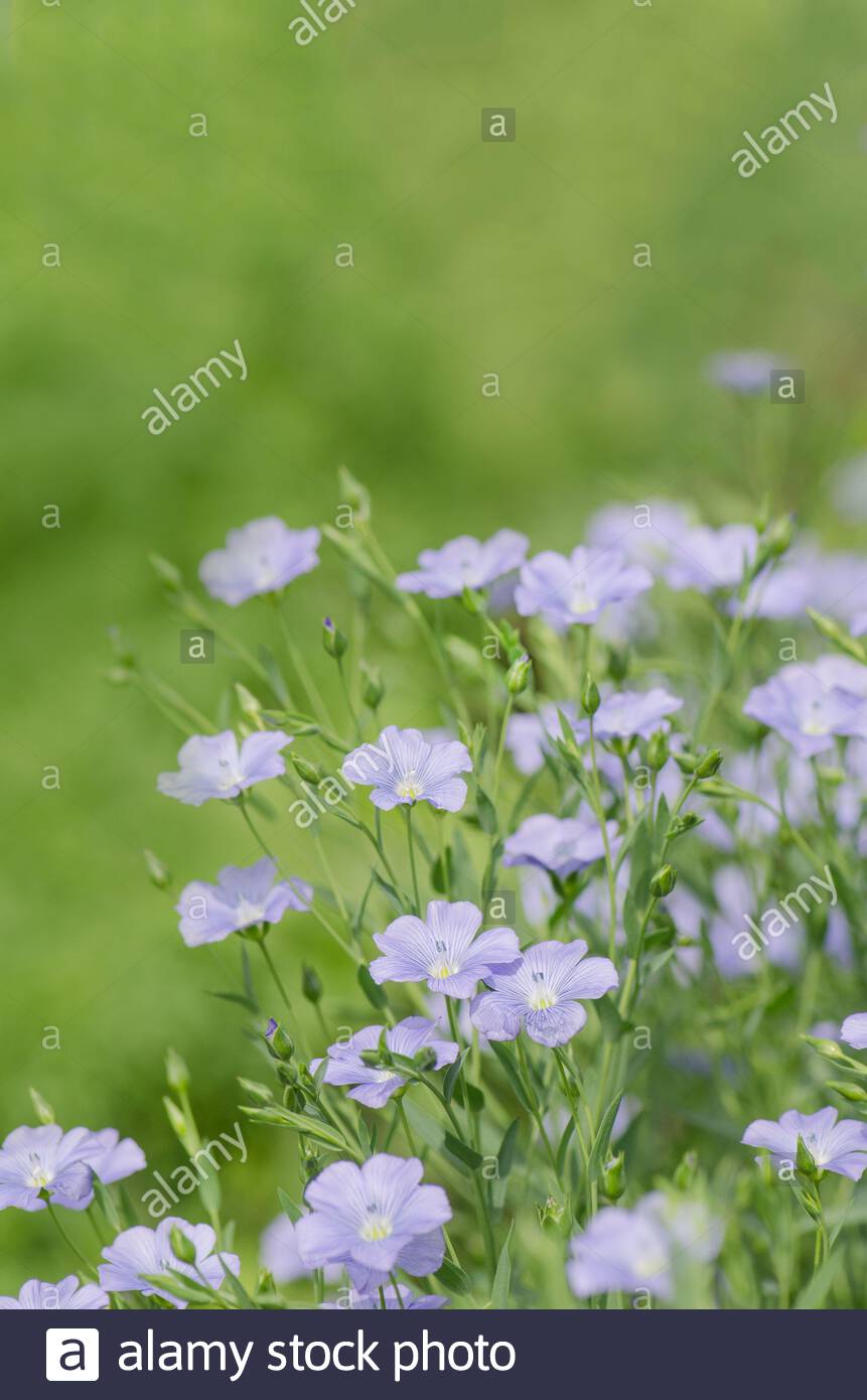 🔥 [46+] Flax Background | WallpaperSafari