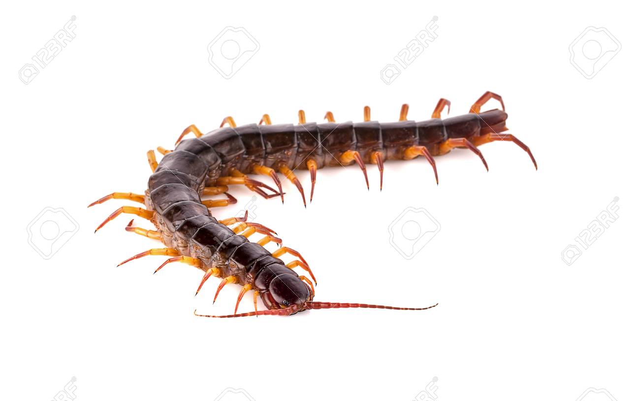 Free download Giant centipede isolated on white background Stock Photo ...