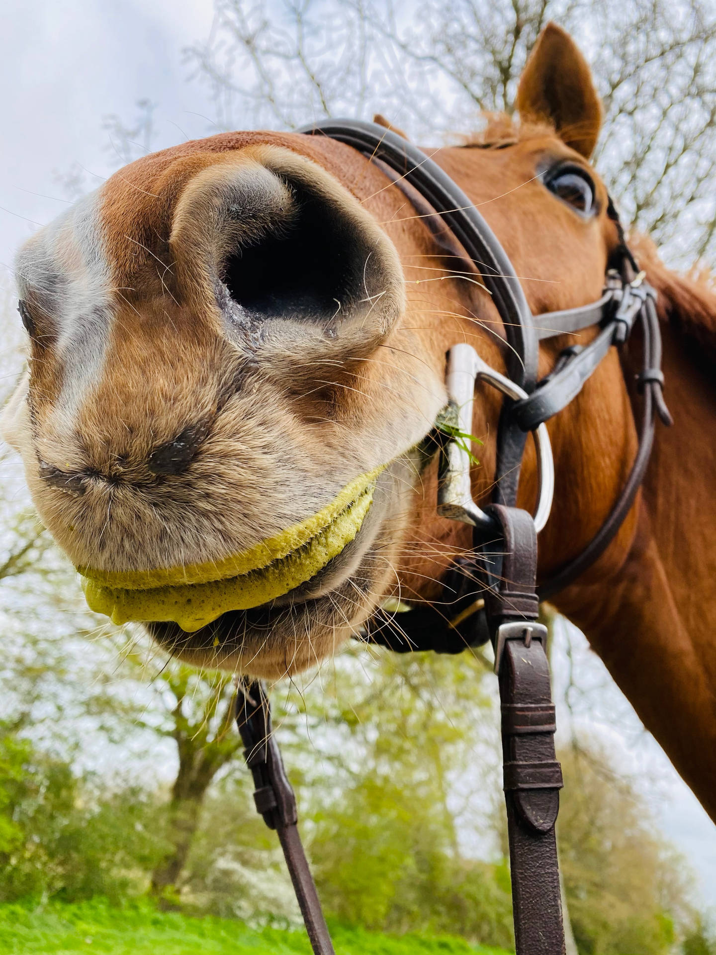 🔥 [30+] Horse Face Wallpapers | WallpaperSafari