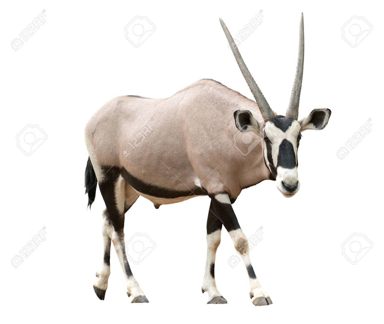 Free download oryx clipart african animal oryx PNG image with ...