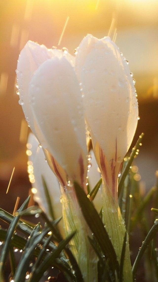 🔥 [30+] Sunshower Wallpapers | WallpaperSafari